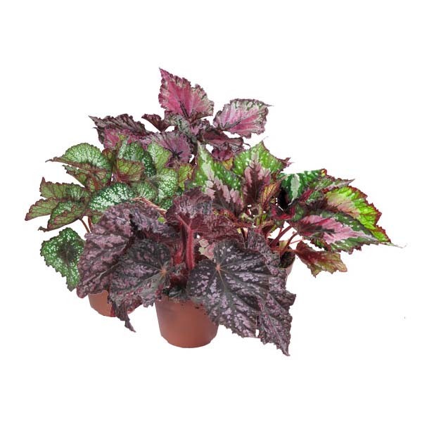 Бегония Рекс гибриден