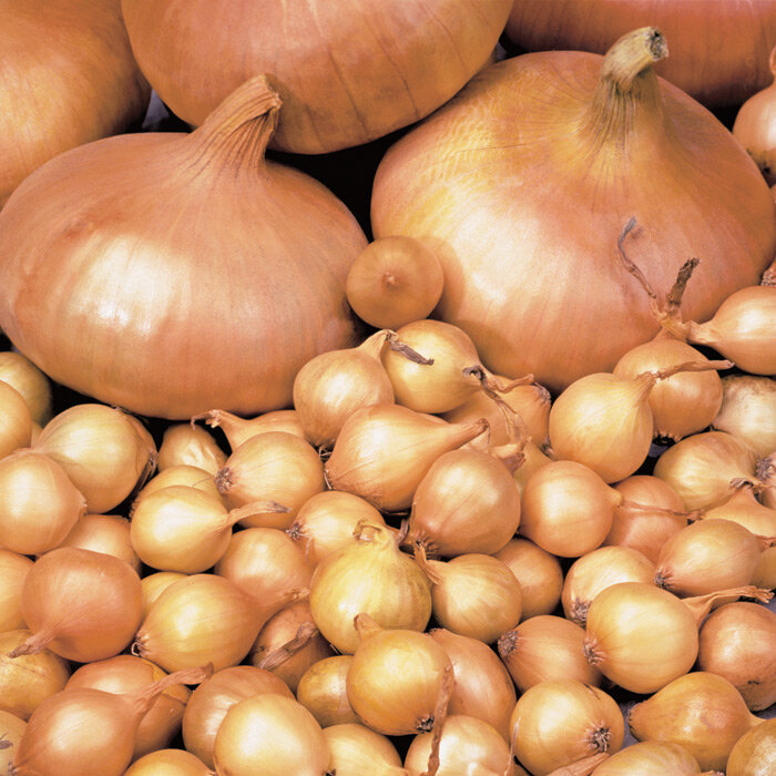 Купить лук-севок Штутгартер Ризен в Москве в интернет магазине ...