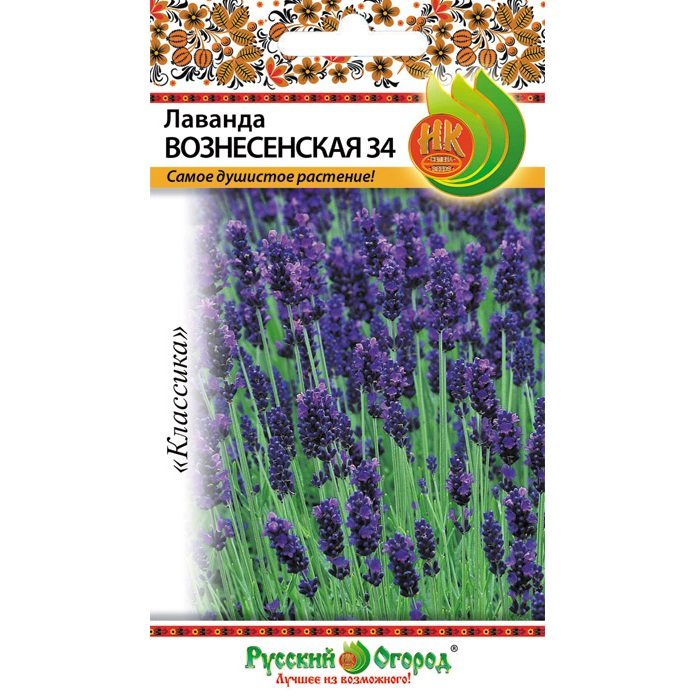Купить Лаванда Вознесенская - Семена в интернет магазине RassadaCity.ru